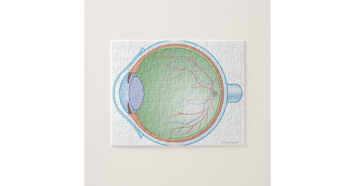 Anatomy of the Human Eye Jigsaw Puzzle | Zazzle