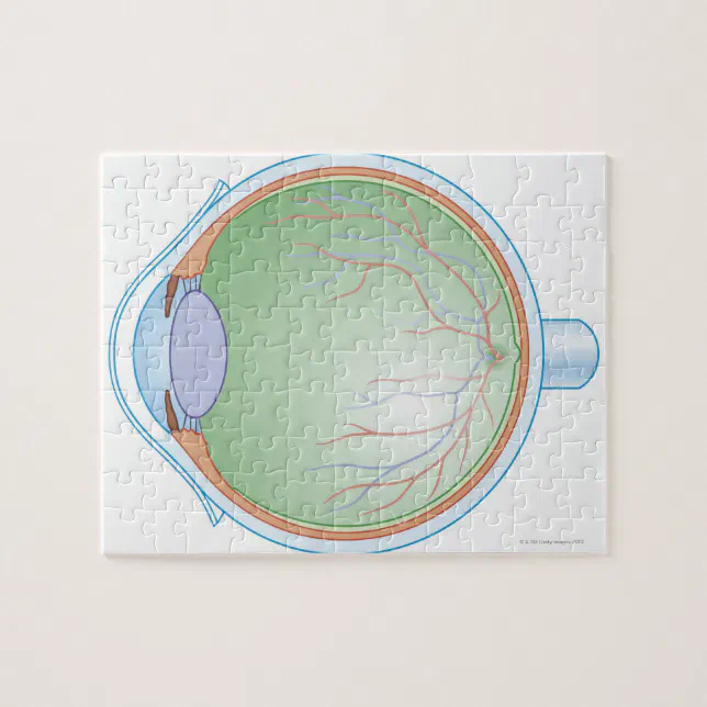 Anatomy of the Human Eye Jigsaw Puzzle | Zazzle
