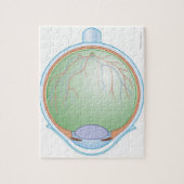 Anatomy of the Human Eye Jigsaw Puzzle | Zazzle