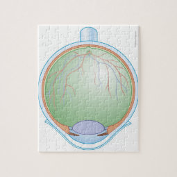 Anatomy of the Human Eye Jigsaw Puzzle | Zazzle