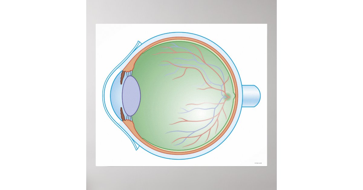 Anatomy of the Human Eye Poster | Zazzle