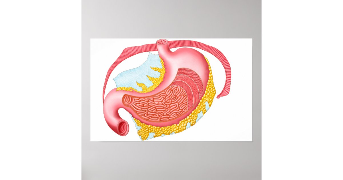 Anatomy Of The Human Stomach Poster | Zazzle