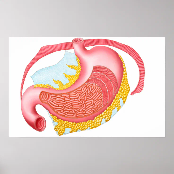 Anatomy Of The Human Stomach Poster | Zazzle