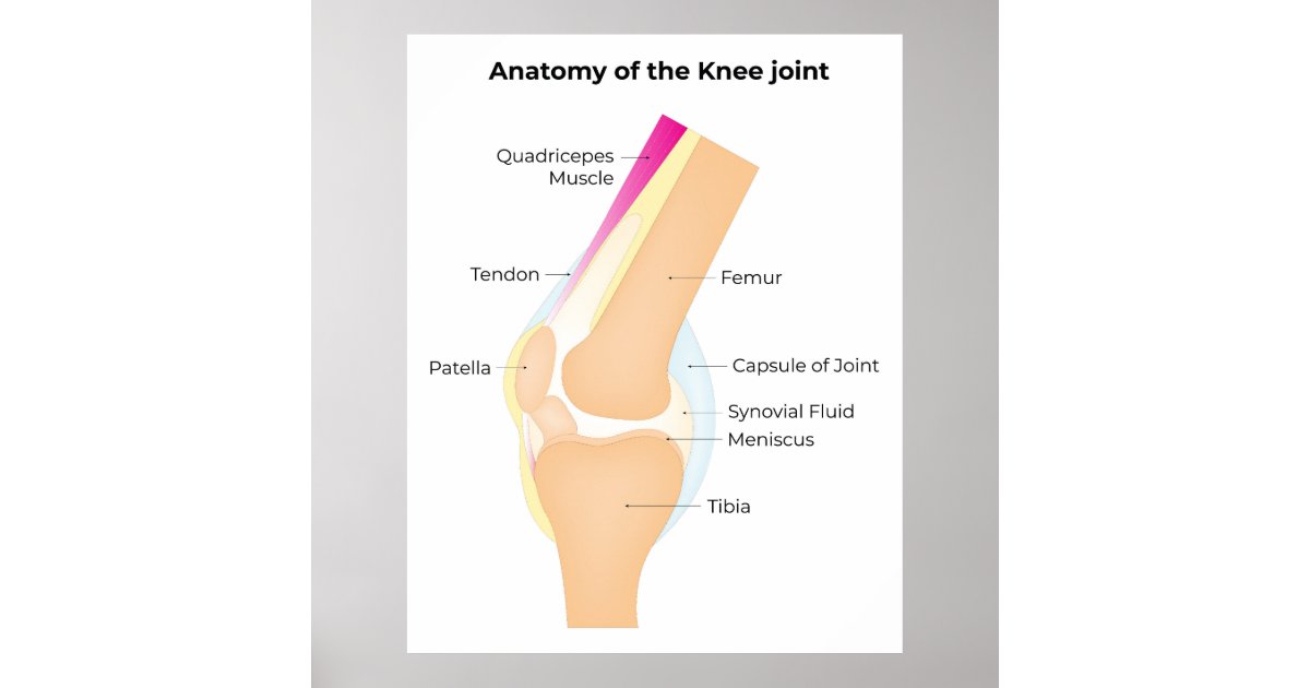 Anatomy of the Knee Poster | Zazzle