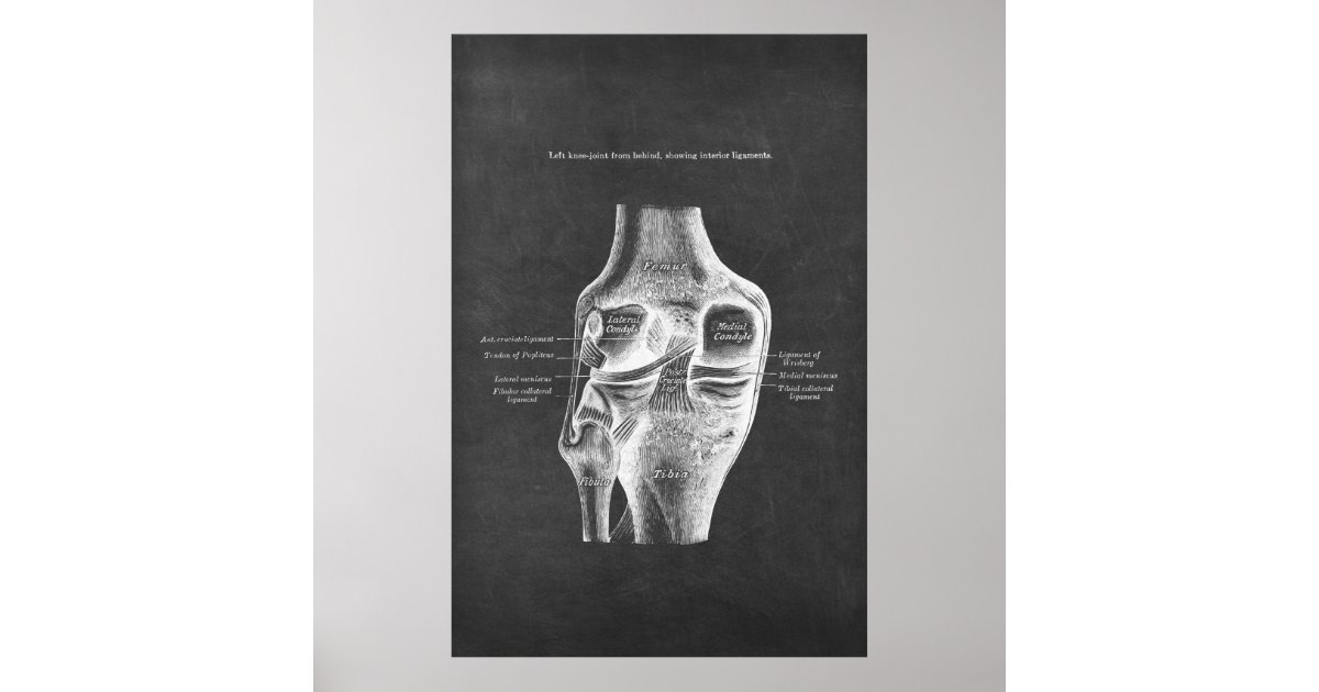 Anatomy of the Knee Posterior View Poster | Zazzle