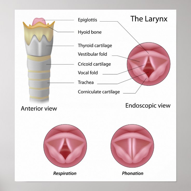 Anatomy of the larynx Poster | Zazzle
