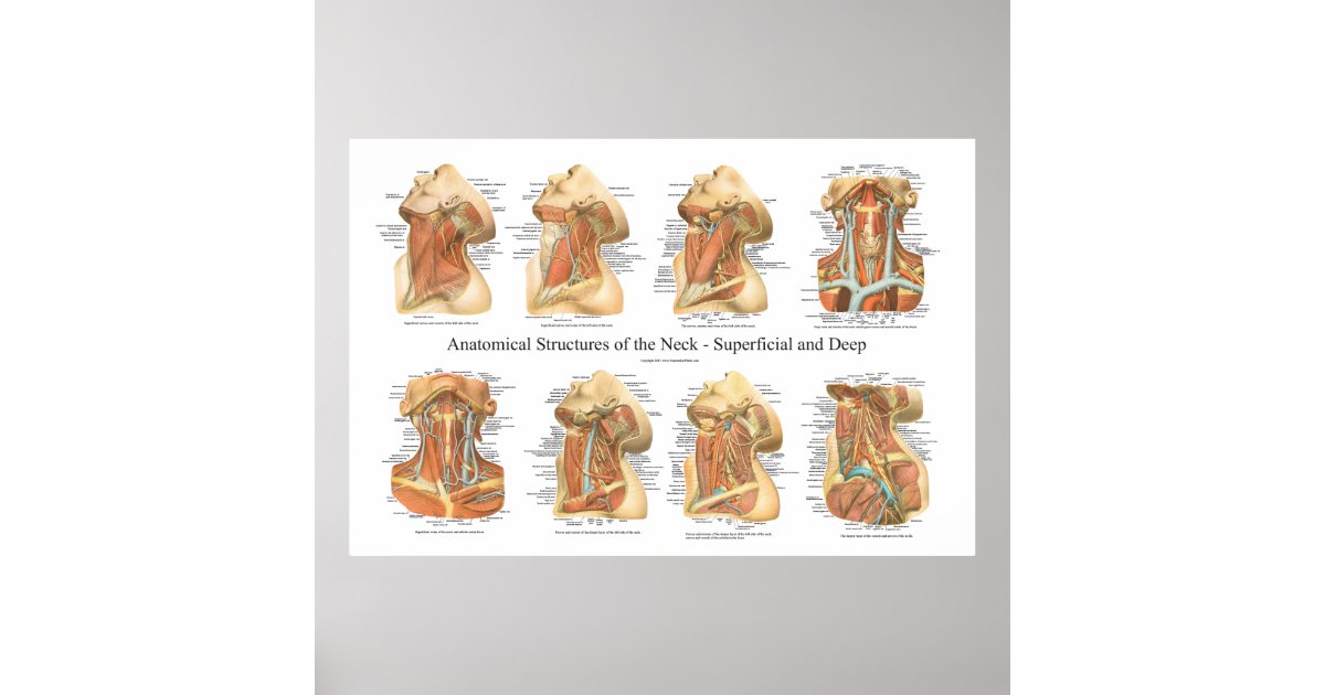 Anatomy of the Neck Chart Superficial & Deep Layer | Zazzle