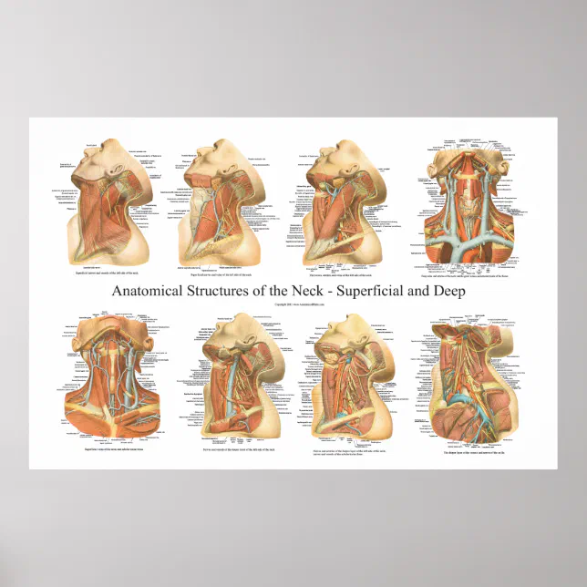Anatomy of the Neck Chart Superficial & Deep Layer | Zazzle