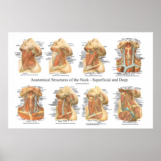 Anatomy of the Neck Chart Superficial & Deep Layer Poster | Zazzle