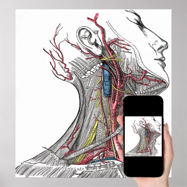 Anatomy of the Neck Poster Print | Zazzle