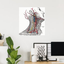 Anatomy of the Neck Poster Print | Zazzle