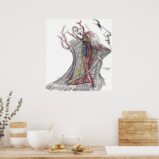 Anatomy of the Neck Poster Print | Zazzle
