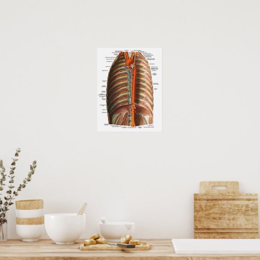 Anatomy of the Ribs and Thorax Poster | Zazzle