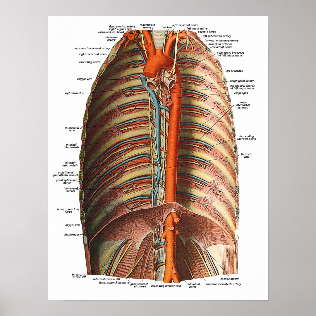 Anatomy of the Ribs and Thorax Poster | Zazzle