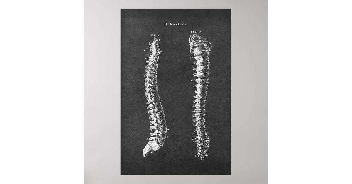 Anatomy of the Spinal Column Physical Therapy Art Poster | Zazzle