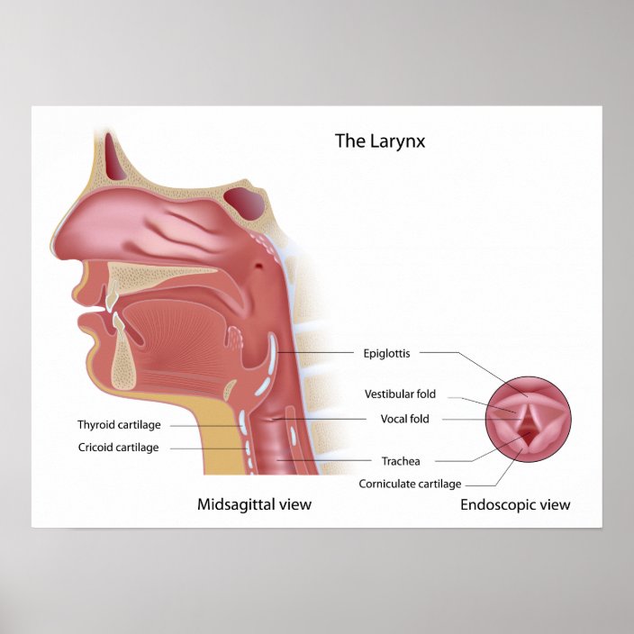 Anatomy of voice box Poster | Zazzle.com