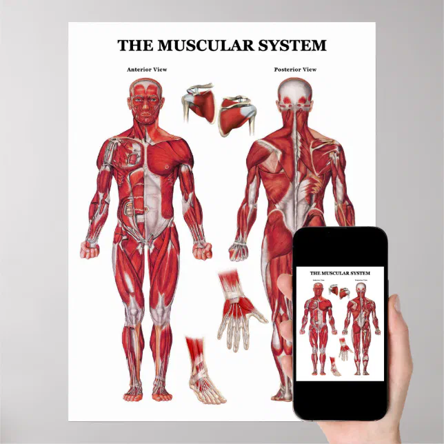 Anatomy Poster | Zazzle
