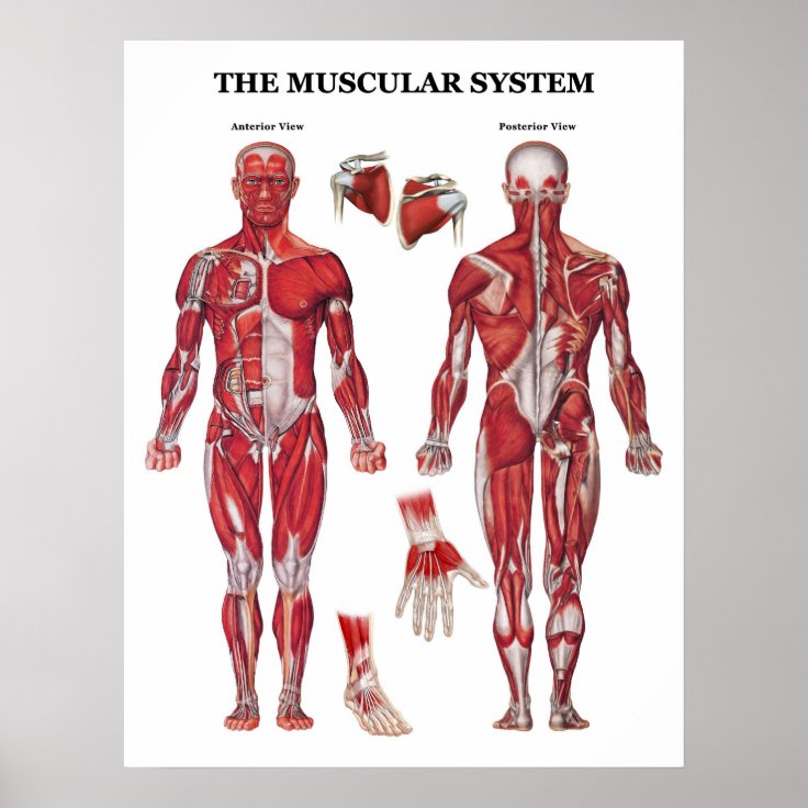 Anatomy Poster | Zazzle