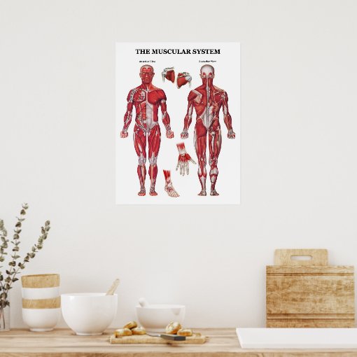 Anatomy Poster | Zazzle