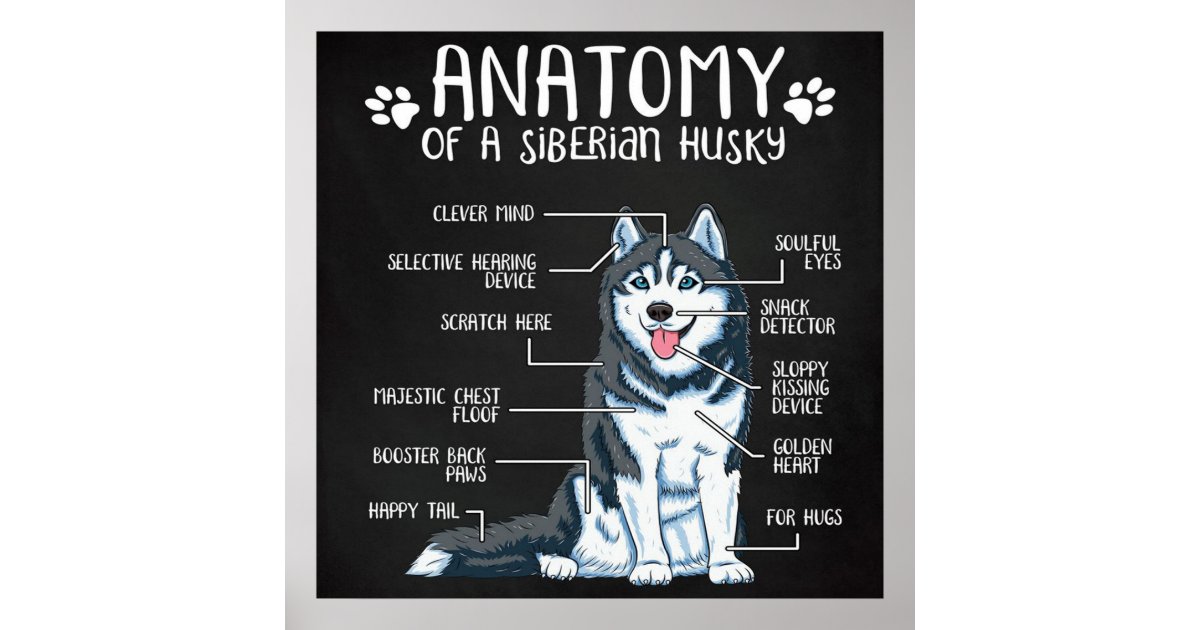Anatomy Siberian Husky Poster | Zazzle