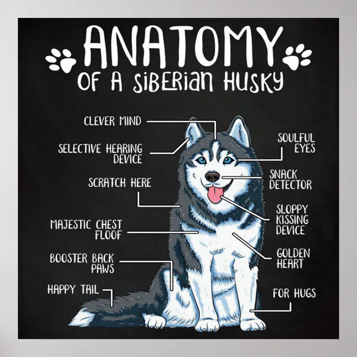 Anatomy Siberian Husky Poster | Zazzle