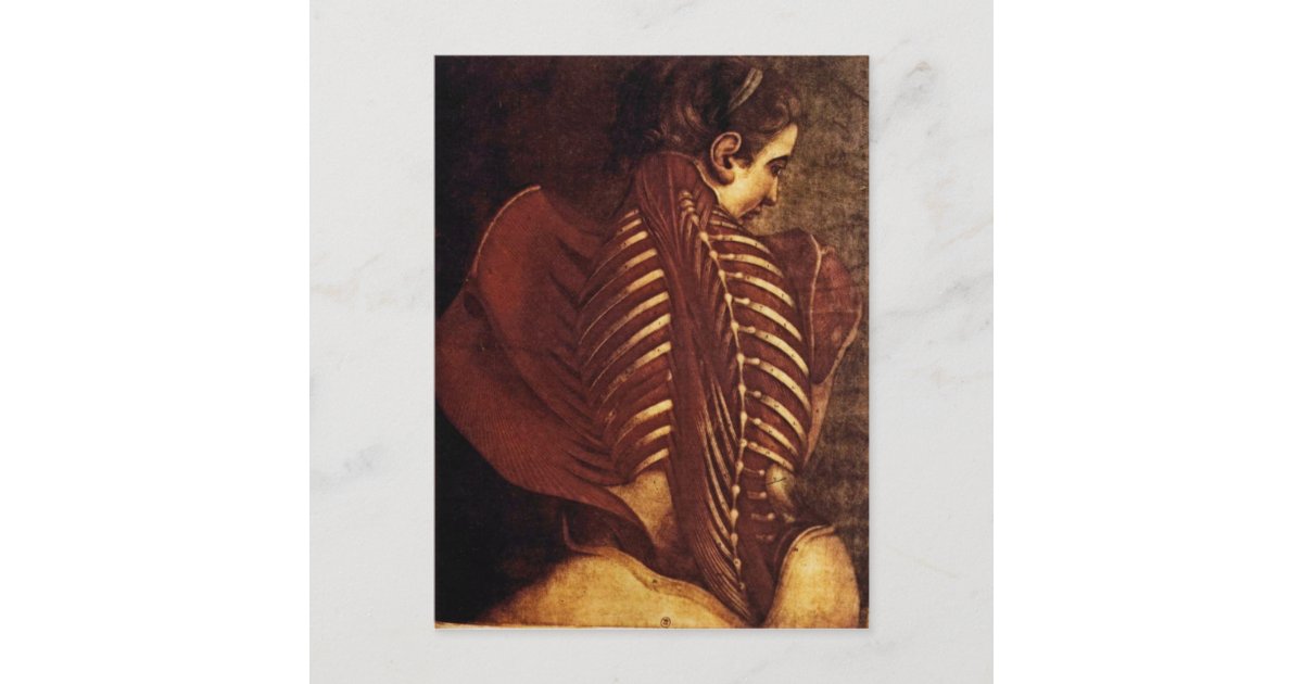 Anatomy/Skeletal of Female Back Postcard | Zazzle
