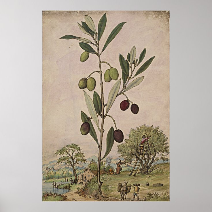 Ancient Botanical Art Olive Tree Poster | Zazzle