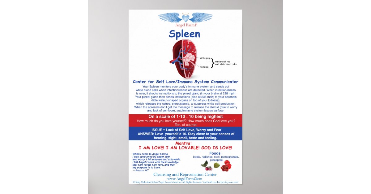 Angel Farms Spleen Chart | Zazzle