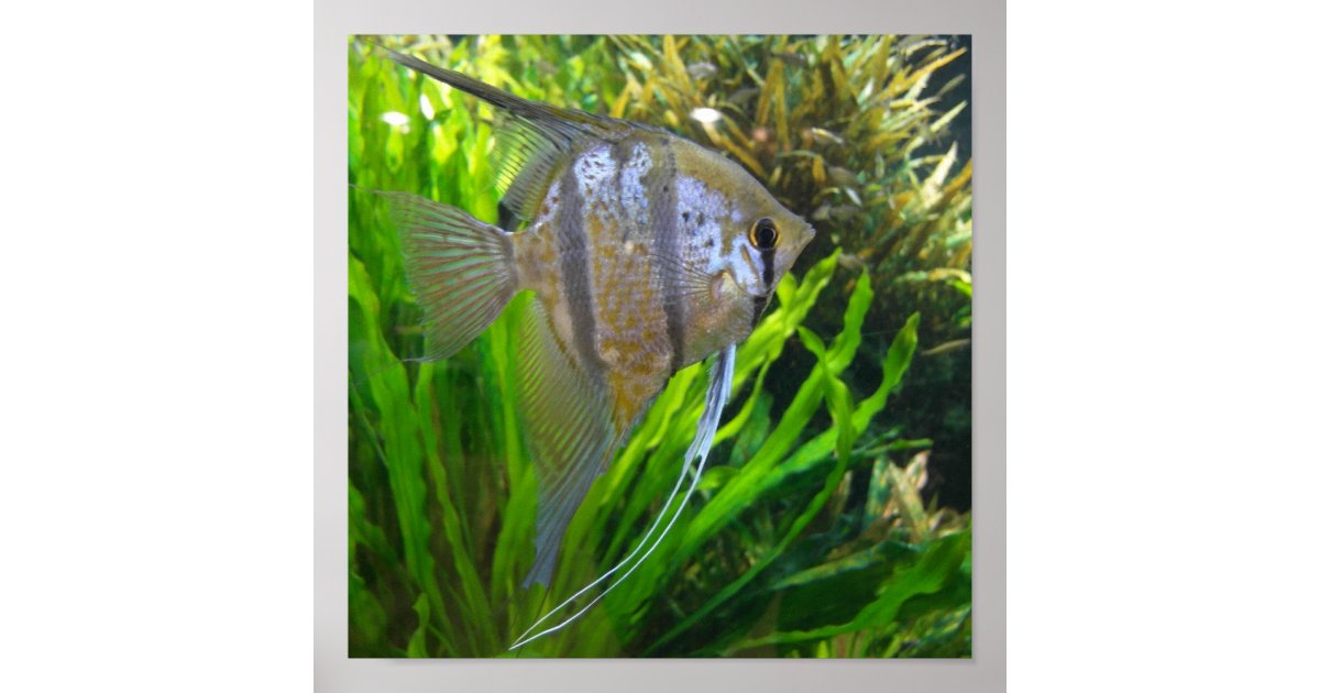 Angel Fish Poster | Zazzle