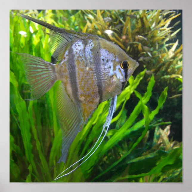 Angel Fish Poster | Zazzle