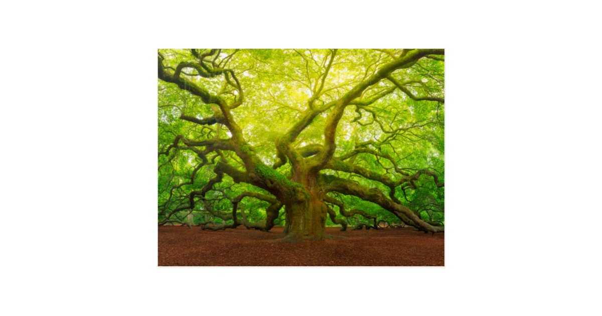 Angel Oak Postcard | Zazzle.com