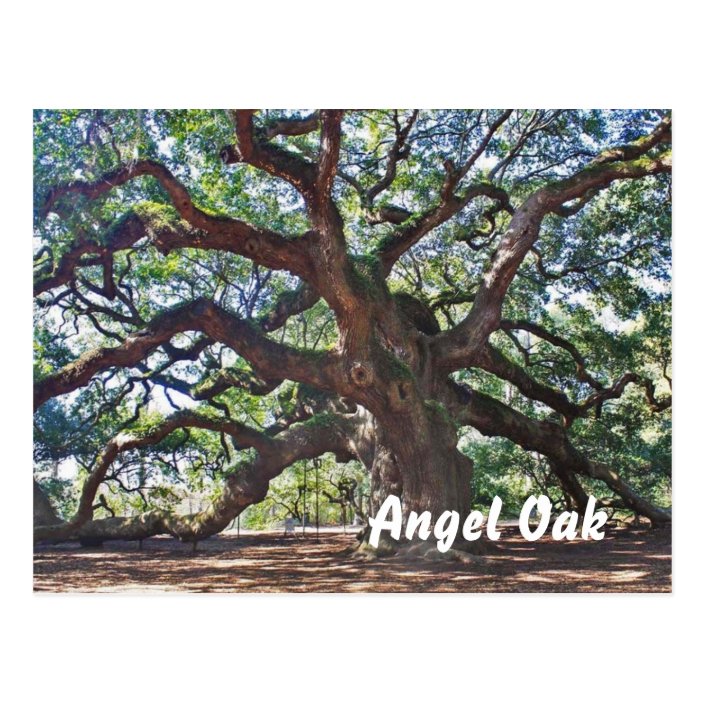 Angel Oak Postcard | Zazzle.com