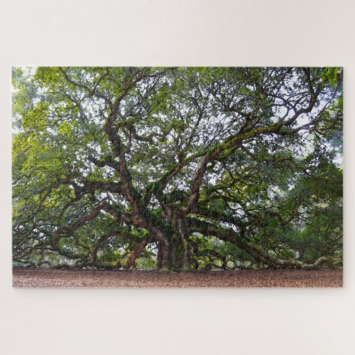 Angel Oak in South Carolina | It's a Beautiful World!