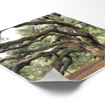 Angel Oak Tree 1,000 years old Poster | Zazzle