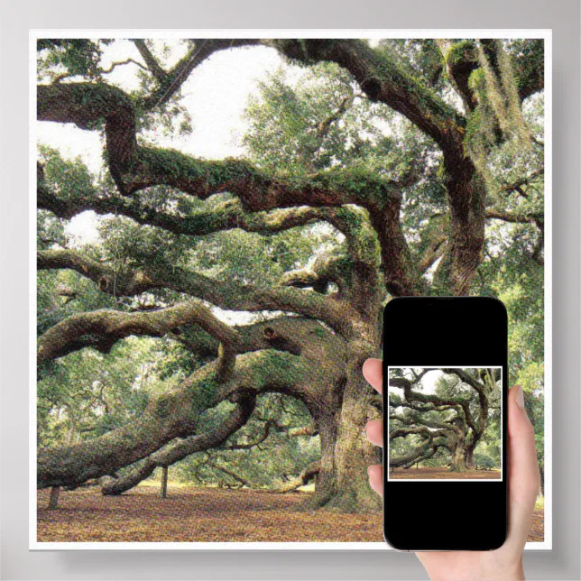 Angel Oak Tree 1,000 years old Poster | Zazzle