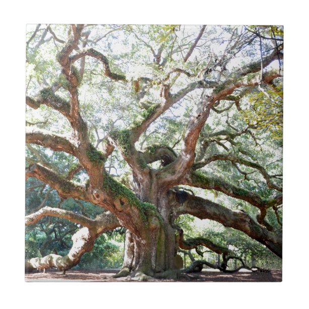 Personalized Oak Tree Gifts on Zazzle