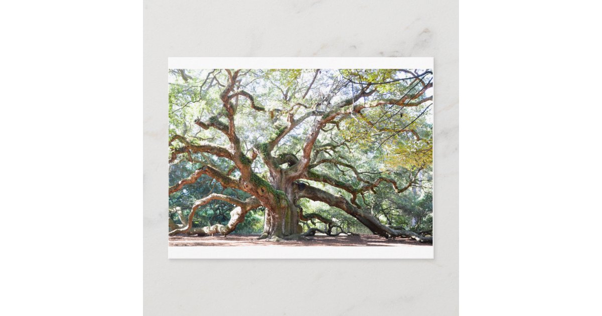 Angel Oak Tree Gifts Postcard | Zazzle