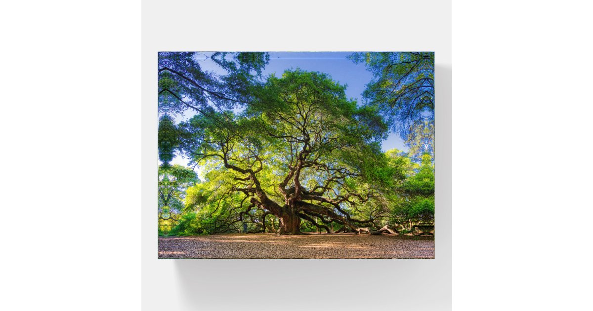 Angel Oak Tree Paperweight | Zazzle