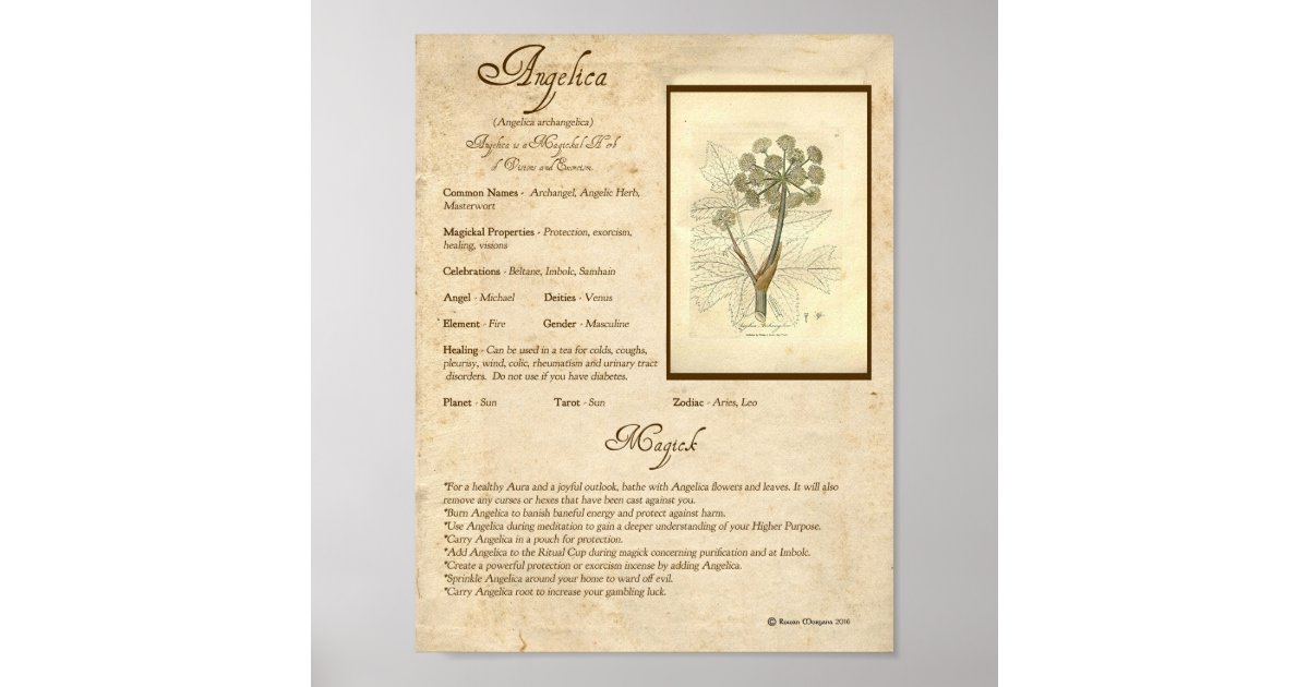 ANGELICA MAGICK HERB POSTER | Zazzle