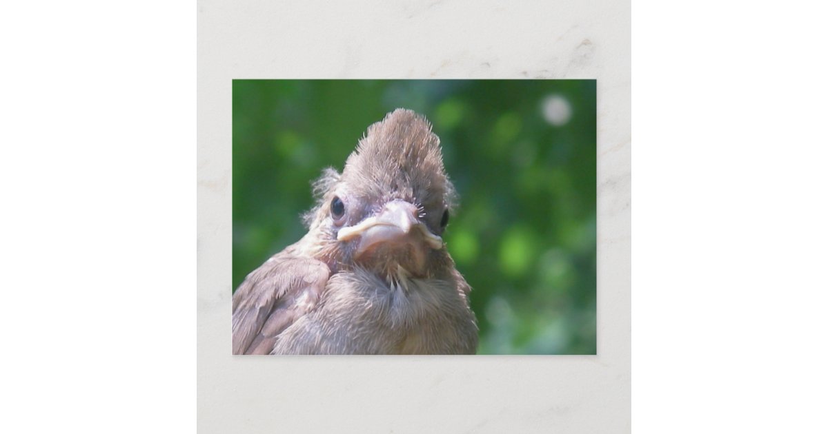 angry baby bird postcard | Zazzle