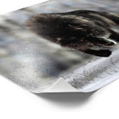 Angry black wolf photo print | Zazzle