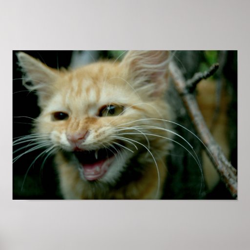 Angry Cat Posters, Angry Cat Prints, Art Prints, & Poster Designs | Zazzle