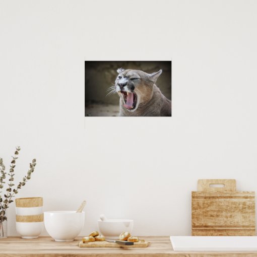 Angry Cougar Poster | Zazzle