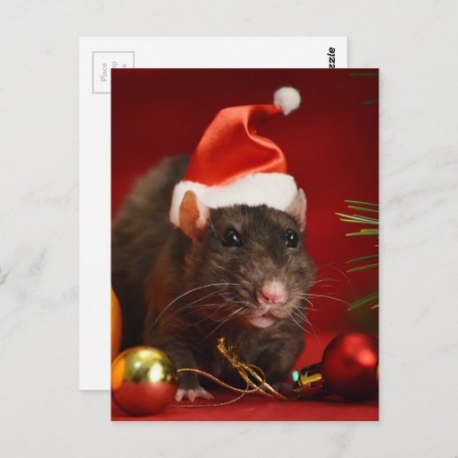 Angry dwarf. postcard | Zazzle