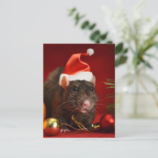 Angry dwarf. postcard | Zazzle