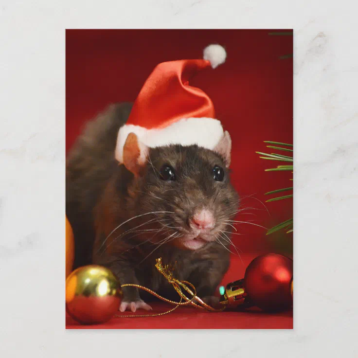 Angry dwarf. postcard | Zazzle