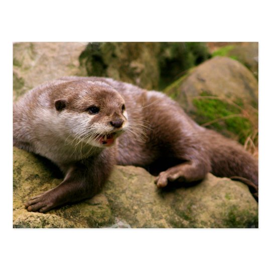 Angry Otter Postcard | Zazzle.com