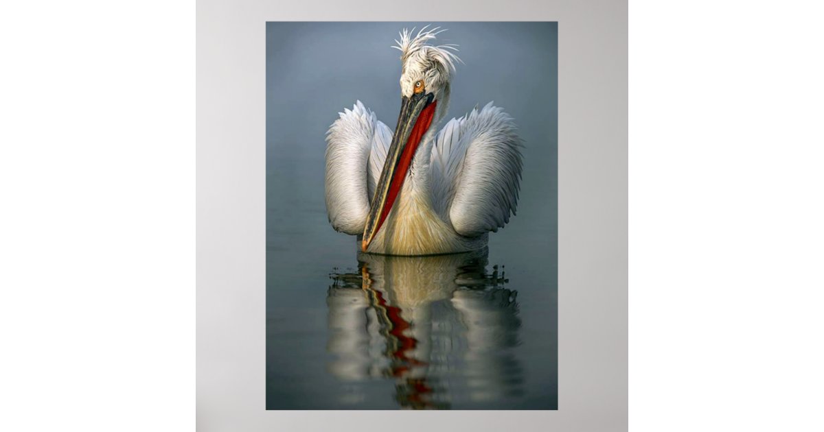Angry Pelican L Poster | Zazzle