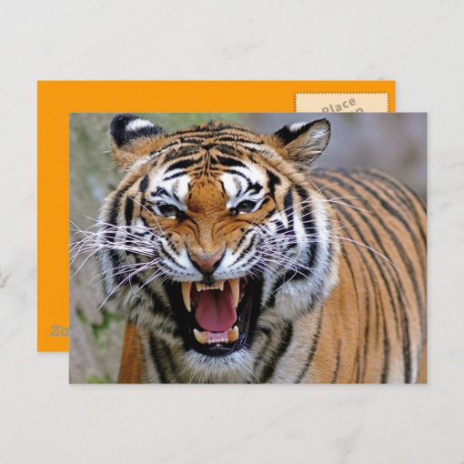 Angry Tiger Postcards | Zazzle