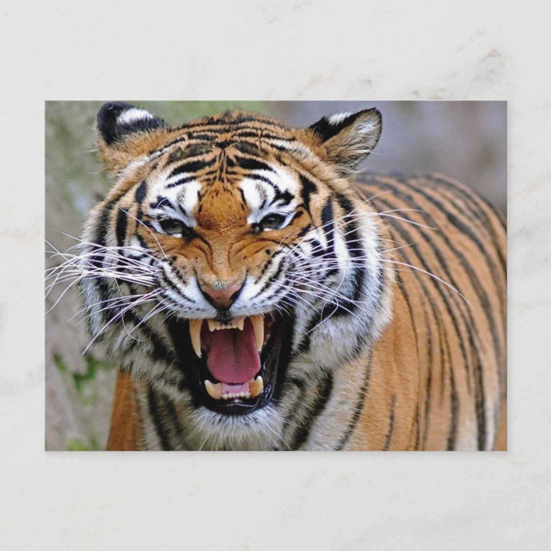 Angry Tiger Postcards | Zazzle